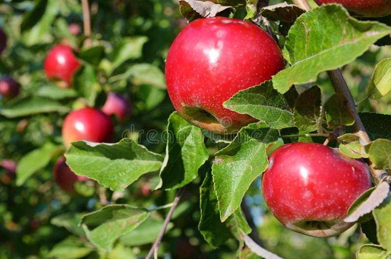 Fresh Ripe Apples on Apple Tree Branch in the Garden Stock Photo ...