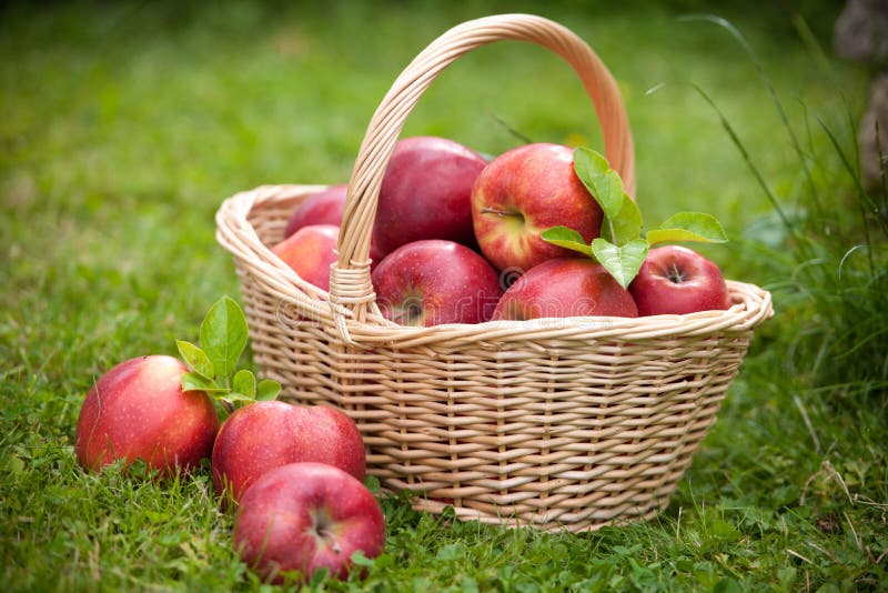 Apples in basket stock image. Image of countryside, fruits - 26242879
