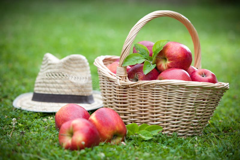 Fresh Ripe Apples in Basket Stock Image - Image of agriculture, harvest ...
