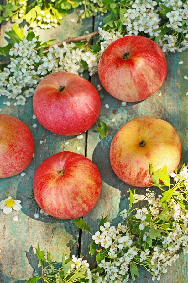 Fresh Ripe Apples on the Old Rustic Table Stock Photo - Image of ...