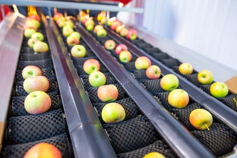 The Fresh Ripe Apples Rolling on the Modern Automatic Robotic Cl Stock ...