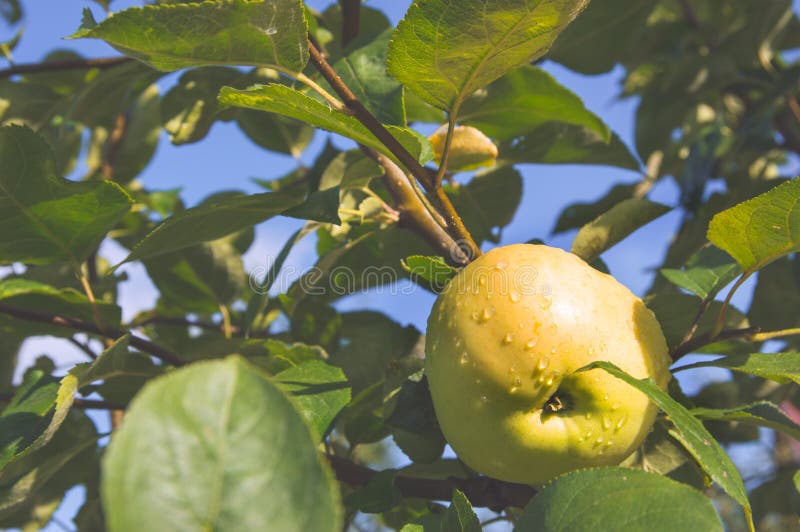 Fresh ripe apple stock photo. Image of park, garden - 100074132