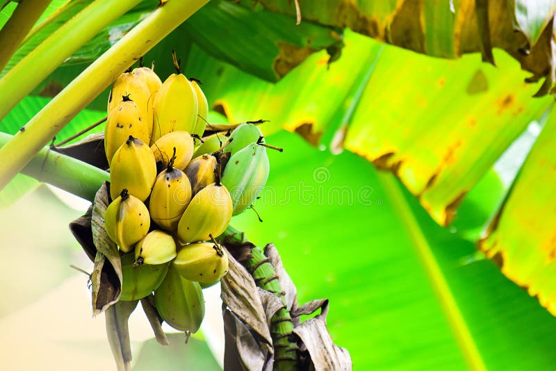 Fresh Ripe Bananas on Banana Tree in Garden Stock Photo - Image of ...