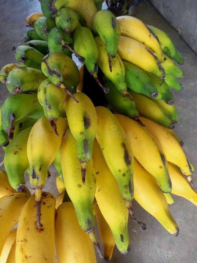 Fresh Ripe Bananas Straight from the Stem, Very Attractive Stock Image ...