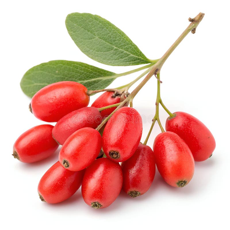Fresh Ripe Barberries Isolated on White Background Stock Illustration ...