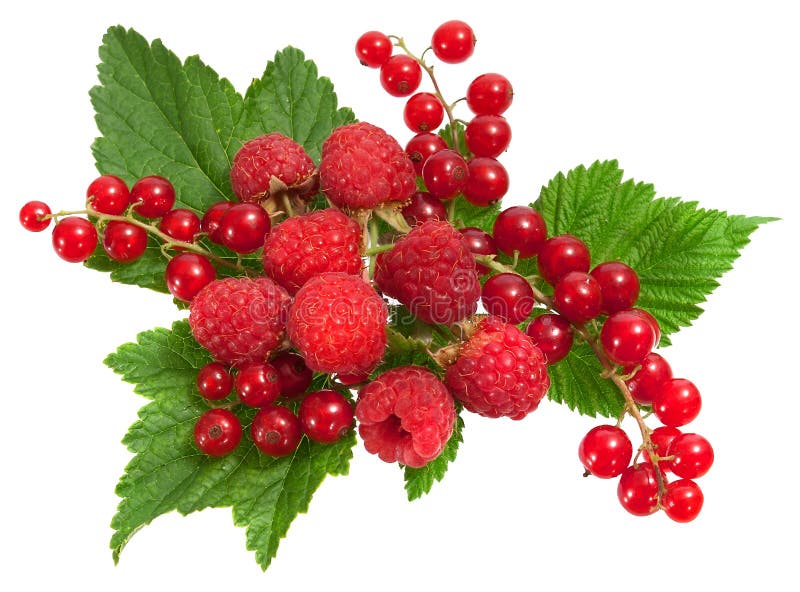 Fresh Ripe Berries on White Stock Image - Image of leaf, mixed: 23431807