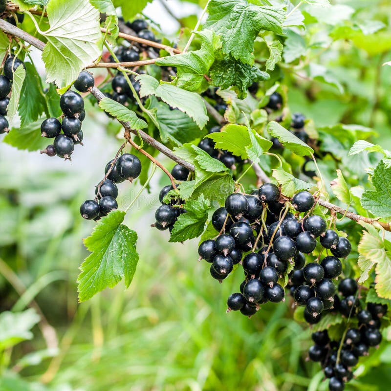 Blackcurrant Berries on a Branch Stock Image - Image of cluster ...