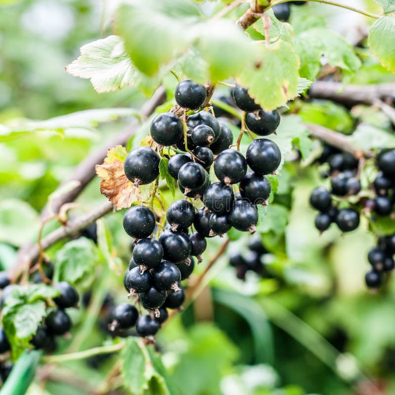 Blackcurrant Berries on a Branch Stock Photo - Image of antioxidant ...