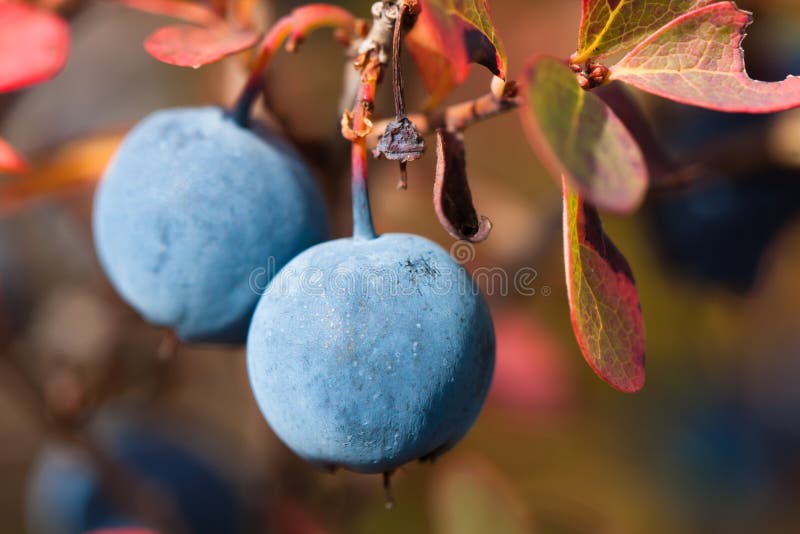 Fresh Ripe Blueberry, Closeup Stock Photo - Image of bilberry, crop ...