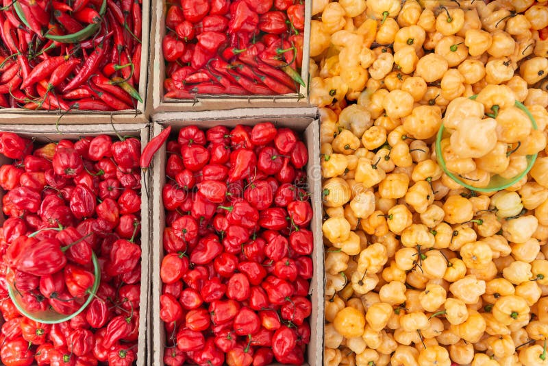Fresh Ripe Chili, Yellow and Red Bell Pepper Stock Image - Image of ...
