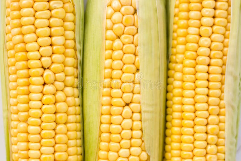 Fresh ripe corn stock image. Image of green, nutrition - 26366325