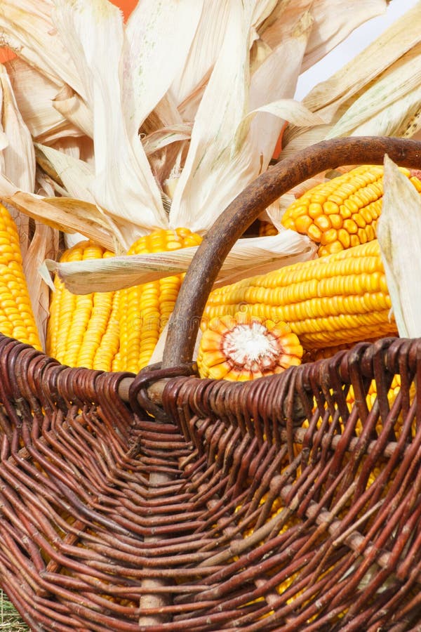 Fresh Ripe Corn in Basket on Stall at Bazaar Stock Image - Image of ...