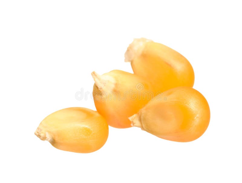 Fresh Ripe Corn Kernels Isolated on White Stock Image - Image of health ...