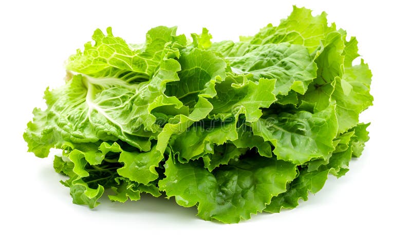 Fresh Ripe Cos Lettuce on White Background Stock Photo - Image of care ...
