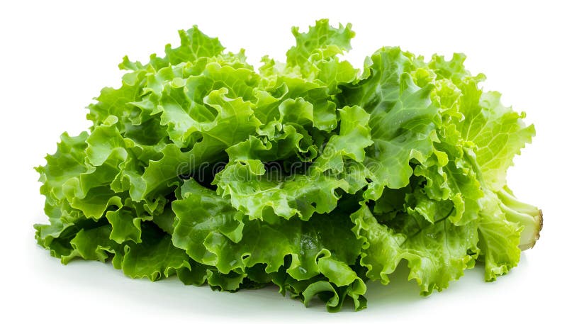 Fresh Ripe Cos Lettuce on White Background Stock Photo - Image of ...