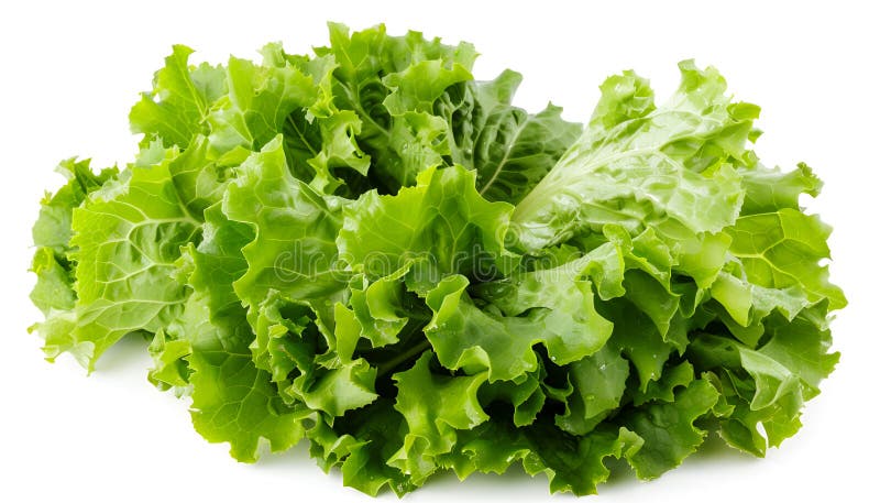 Fresh Ripe Cos Lettuce on White Background Stock Photo - Image of ...