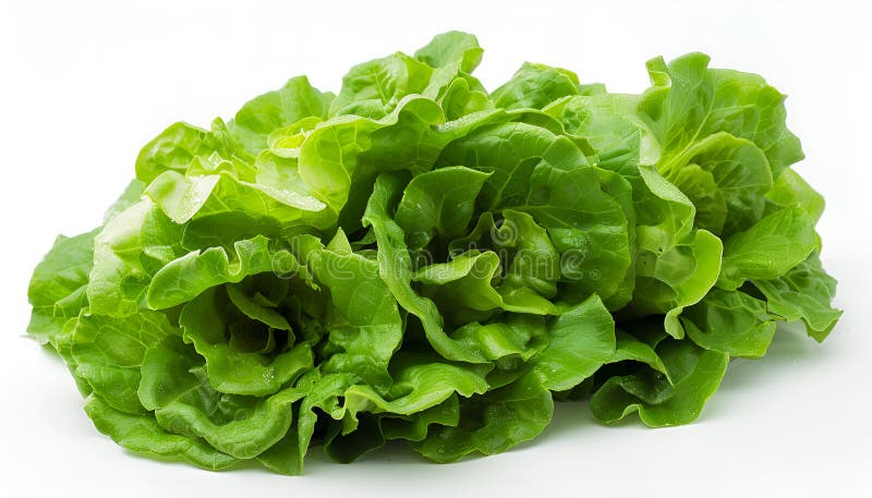 Fresh Ripe Cos Lettuce on White Background Stock Photo - Image of ...