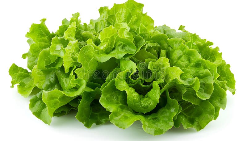 Fresh Ripe Cos Lettuce on White Background Stock Photo - Image of ...