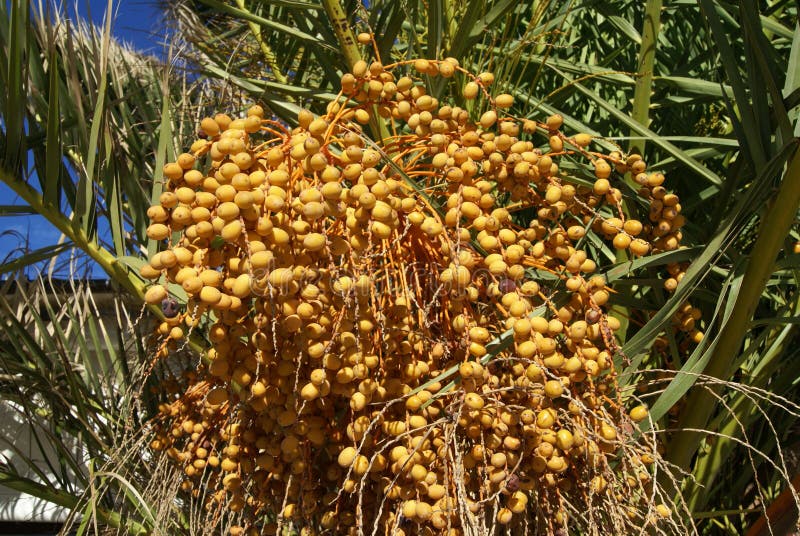 Dates Growing on Tree stock image. Image of produce, unripe - 14582961