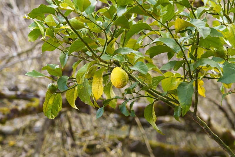 Fresh Ripe Fruit of a Lemon Tree Stock Image - Image of organic ...