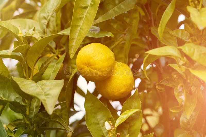 Fresh Ripe Fruits of a Lemon Tree Stock Photo - Image of close ...