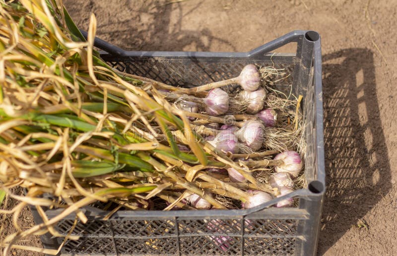 Fresh Ripe Garlic is Lying in a Box on the Ground.Harvesting Stock ...