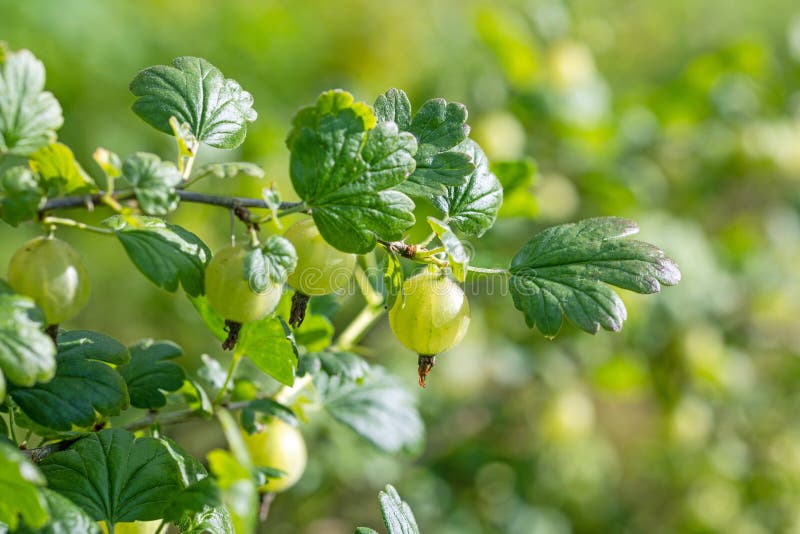 Fresh ripe gooseberries stock photo. Image of healthy - 264660954