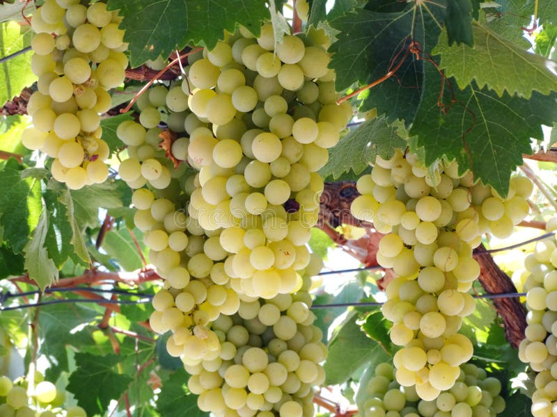 Fresh Ripe Grapes Fruit Growing in Nature Stock Image - Image of vine ...