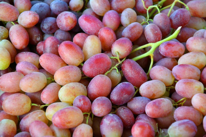 Fresh and ripe grapes stock photo. Image of fruit, tasty - 98705408