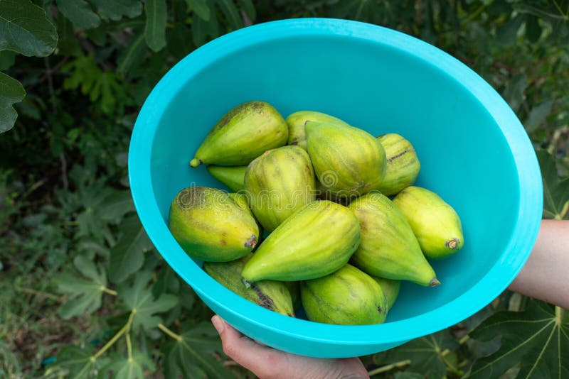 Fresh Ripe Green Figs in a Bowl. Stock Image - Image of delicious ...