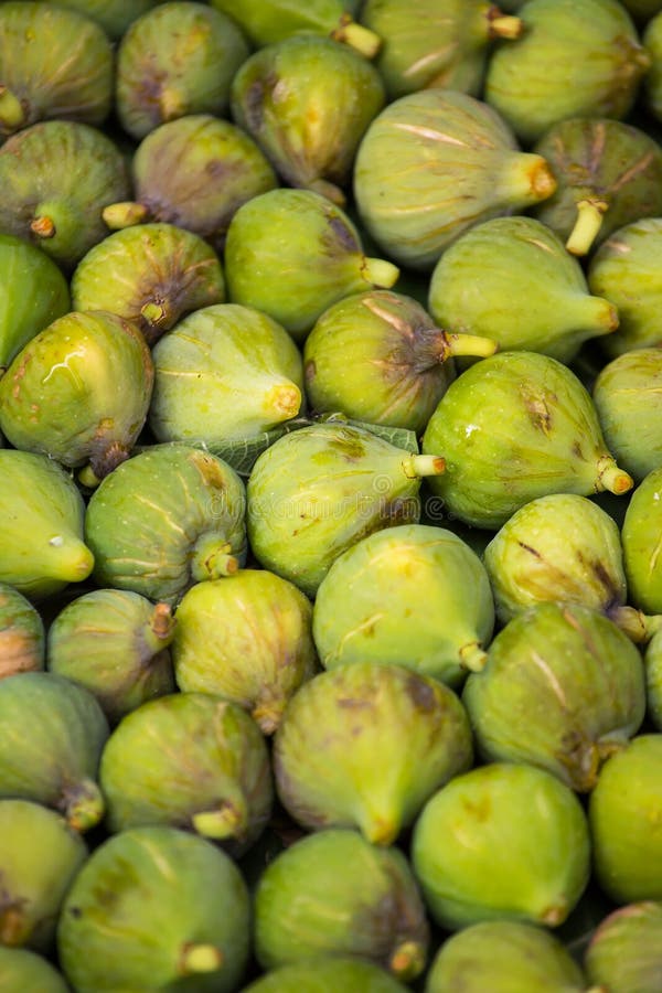 Green Raw Figs on Fig Tree, Indian Fig Tree or Goolar Gular Fig Stock ...