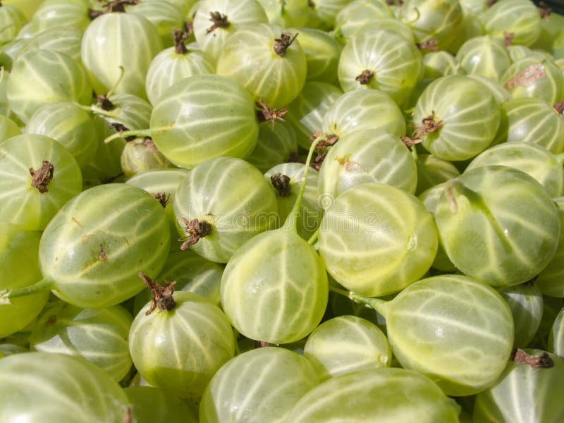 Fresh Ripe Green Gooseberries Closeup Stock Image - Image of fruit ...