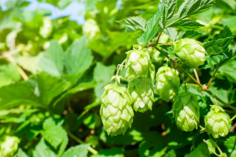 Hop stock photo. Image of fermentation, close, plants - 1218902