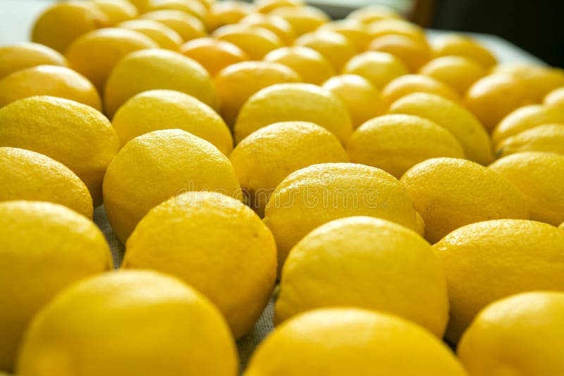 Fresh ripe lemons. stock photo. Image of fruit, lemon - 208081886