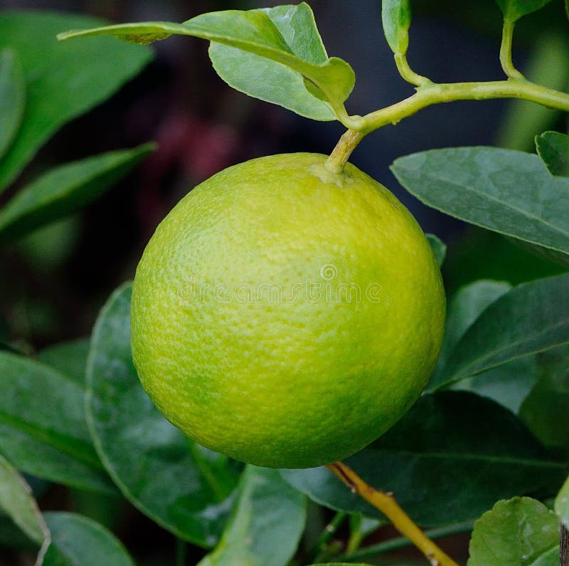Fresh Ripe Lemons on a Lemon Tree Branch in Garden Stock Image - Image ...