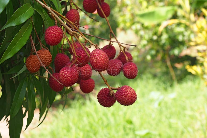 Ripe lychee fruit stock photo. Image of leafy, details - 17476044