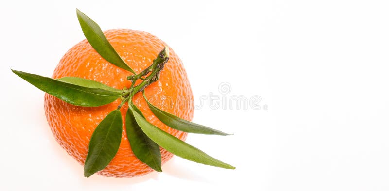 Fresh Ripe Mandarin Fruit Isolated on White Stock Image - Image of leaf ...
