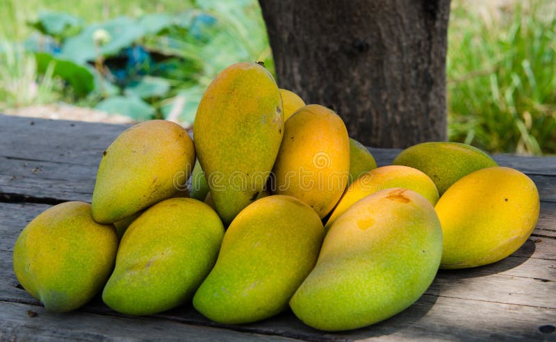 Fresh ripe mango stock photo. Image of colorful, fresh - 39982626