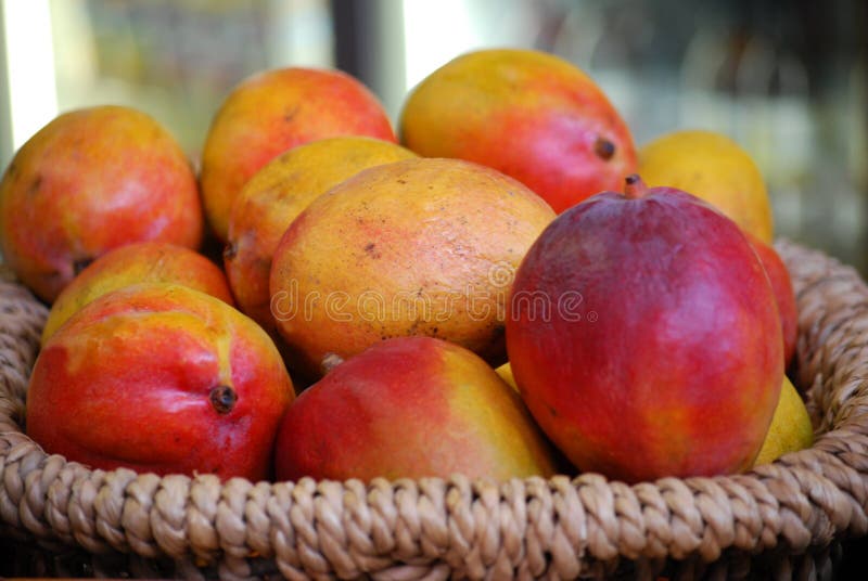 Fresh ripe mangoes stock photo. Image of snack, fresh - 10862734