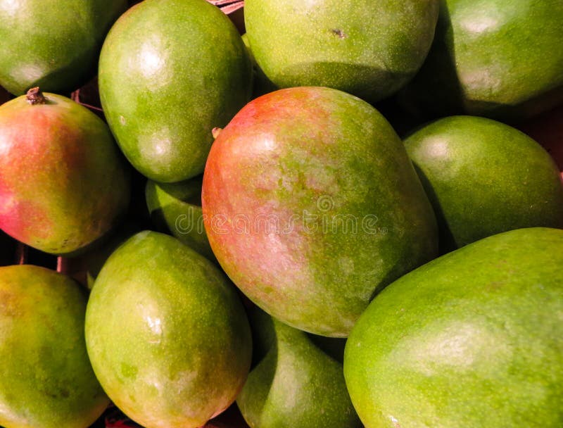Fresh Ripe Mangoes stock image. Image of crop, food, mangoes - 61006429