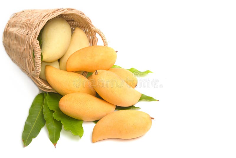 Fresh Ripe Mangoes with Green Leaves Stock Image - Image of object ...