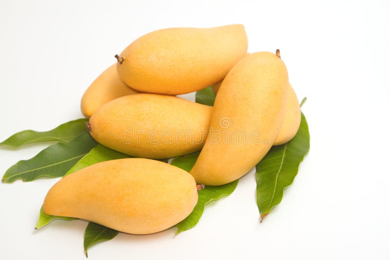 Fresh Ripe Mangoes with Green Leaves Stock Photo - Image of leaves ...