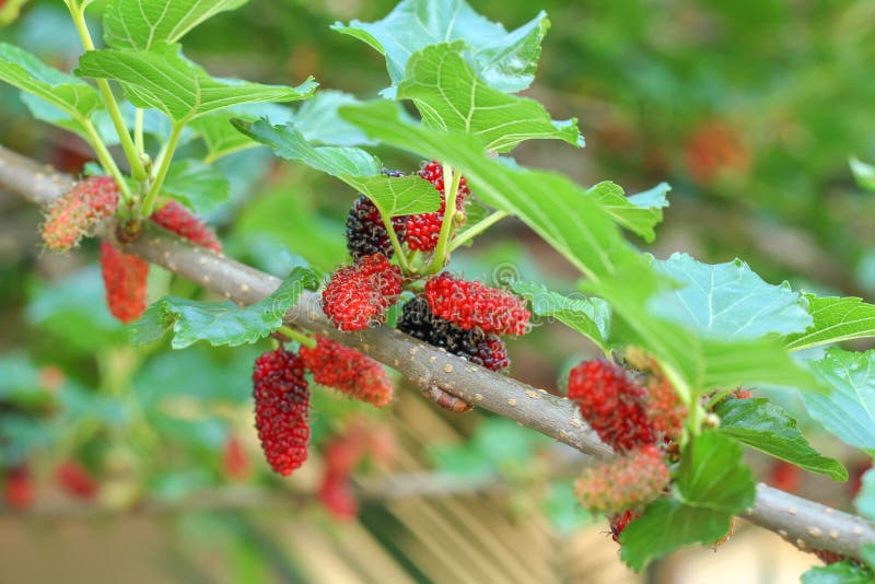 Ripe mulberry. stock image. Image of leaves, berry, plant - 218804605