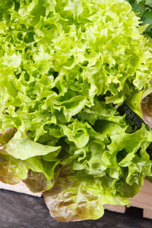 Fresh Ripe Natural Lettuce As Source Vitamins Stock Image - Image of ...