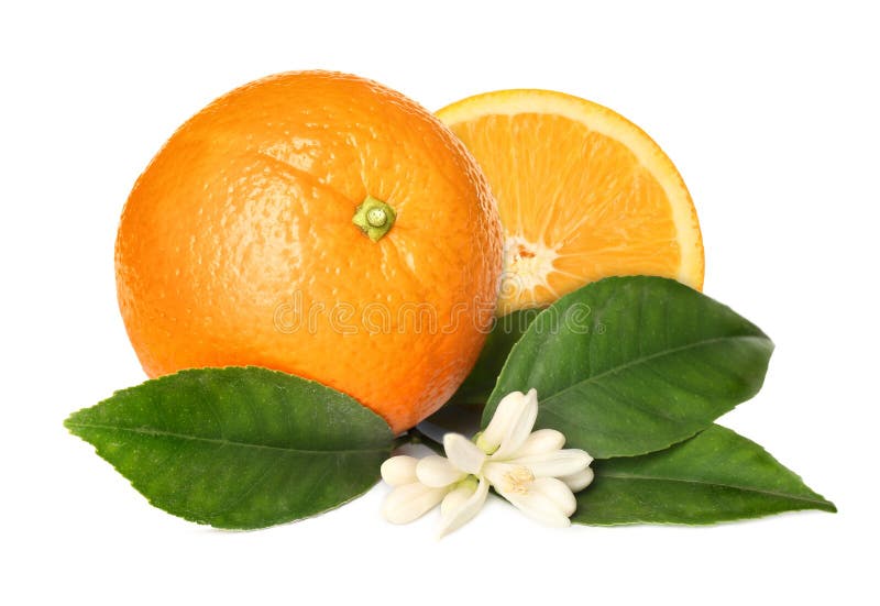 Fresh Ripe Oranges and Green Leaves on White Background. Citrus Fruit ...