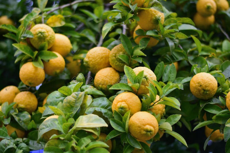 Fresh ripe oranges on tree stock image. Image of green - 62932763
