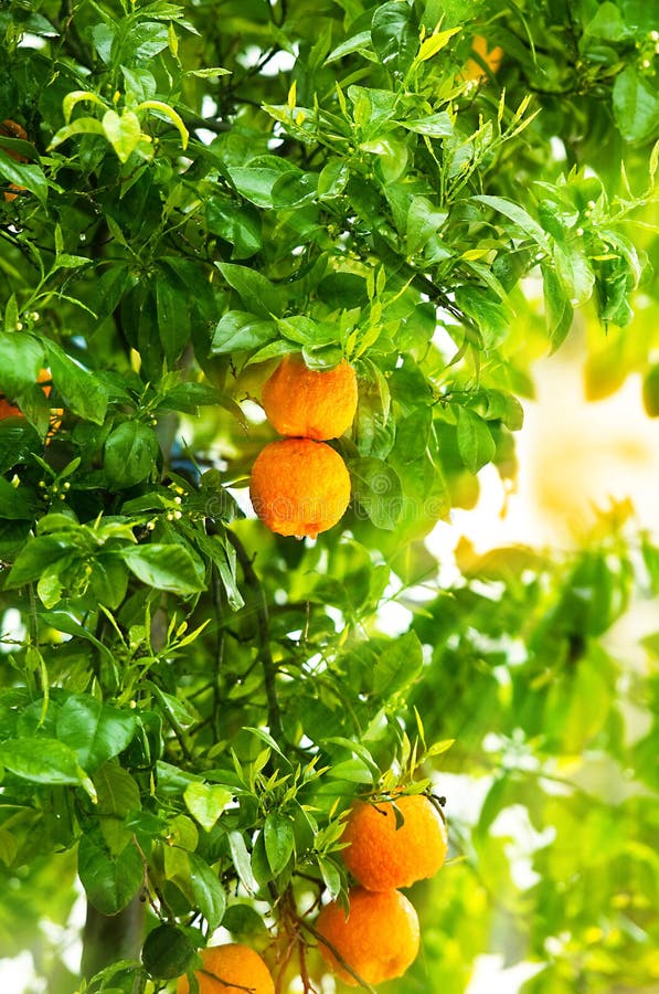 Fresh ripe oranges stock photo. Image of freshness, sweet - 30268816