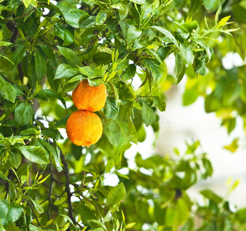 Fresh Ripe Oranges on a Tree Stock Photo - Image of fresh, ripe: 30268874