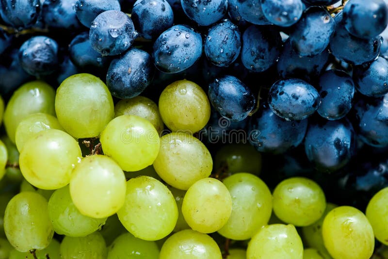 Fresh, Ripe, Organic Grapes. Close-up Stock Photo - Image of grapes ...