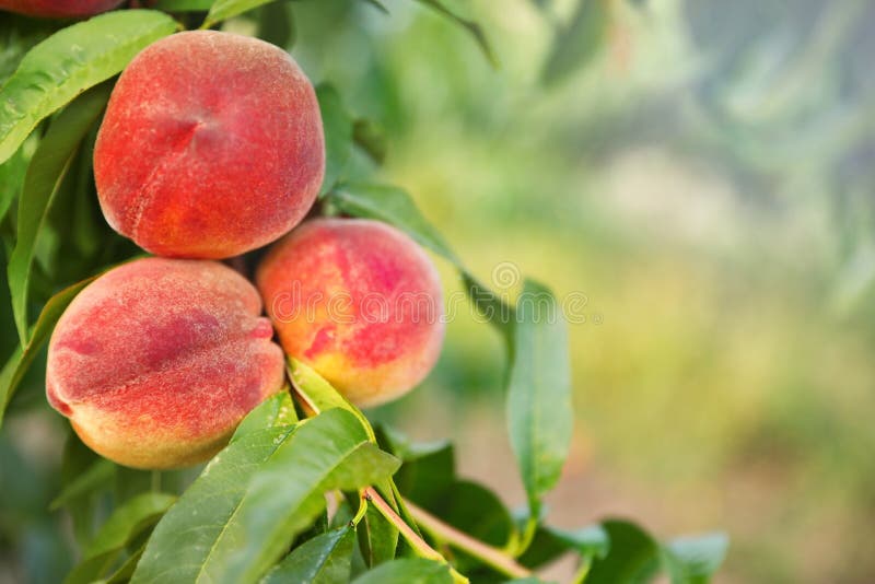 Fresh ripe peaches on tree stock image. Image of juicy - 157615151